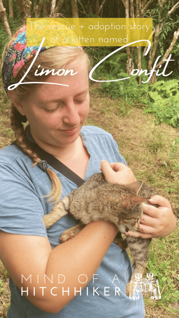 Dumped Kitten at Mont Limon + Limon Confit Rescue Story • Mind of a ...