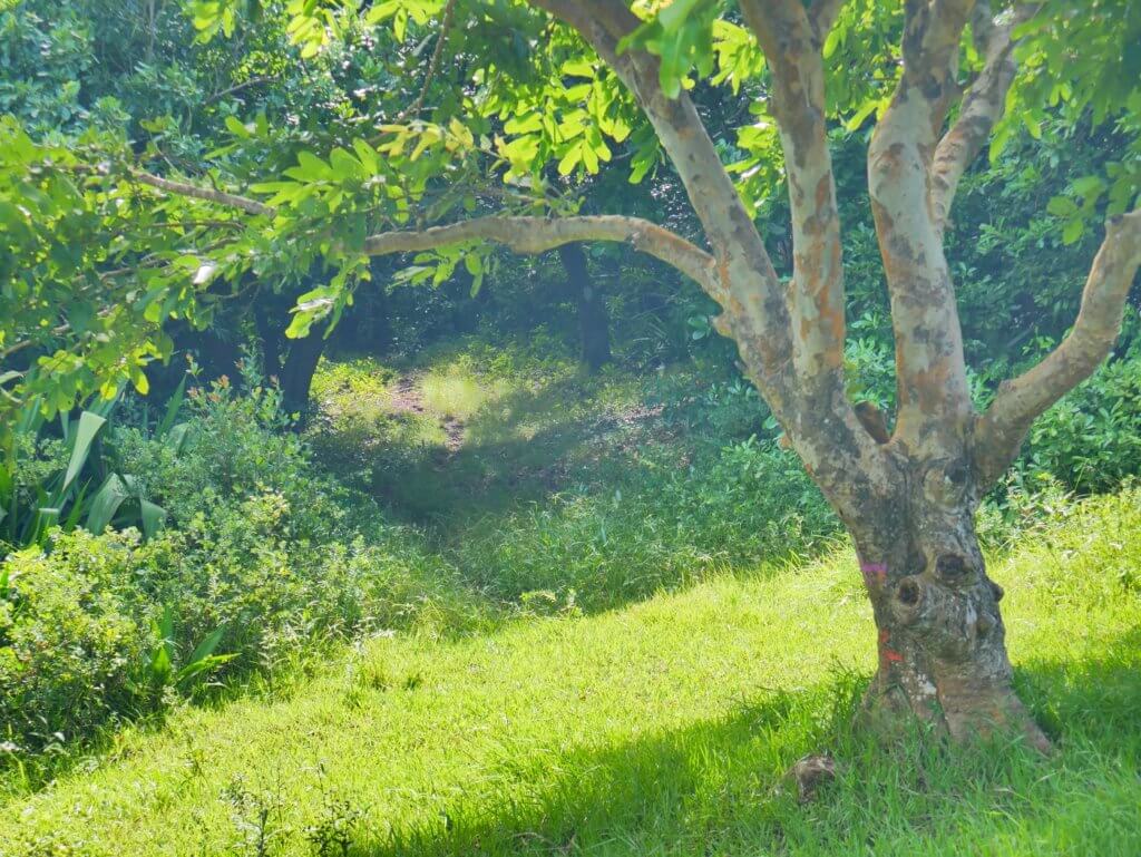 Strolling up Mont Limon, the Highest Peak of Rodrigues • Mind of a ...