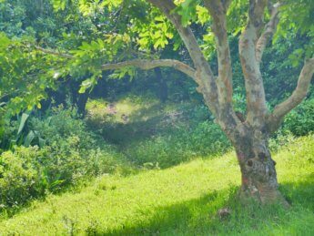 Strolling up Mont Limon, the Highest Peak of Rodrigues • Mind of a ...