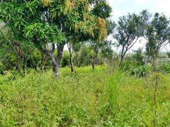 Strolling up Mont Limon, the Highest Peak of Rodrigues • Mind of a ...