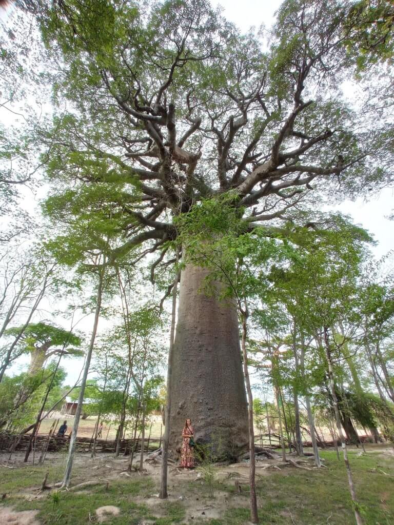 Morondava: Avenue of the Baobabs + Baobab Fruit Experience • Mind of a ...
