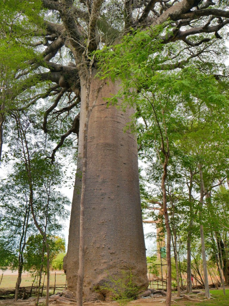 Morondava: Avenue of the Baobabs + Baobab Fruit Experience • Mind of a ...