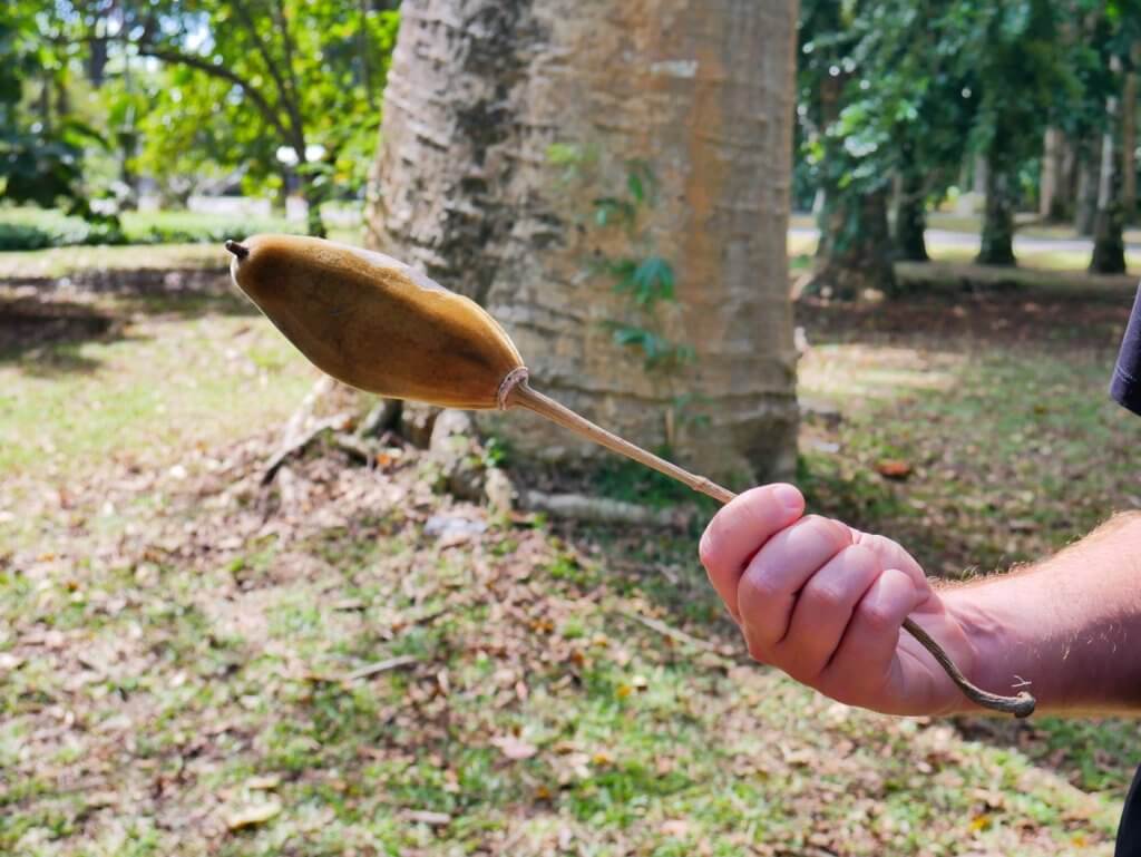 Morondava: Avenue of the Baobabs + Baobab Fruit Experience • Mind of a ...