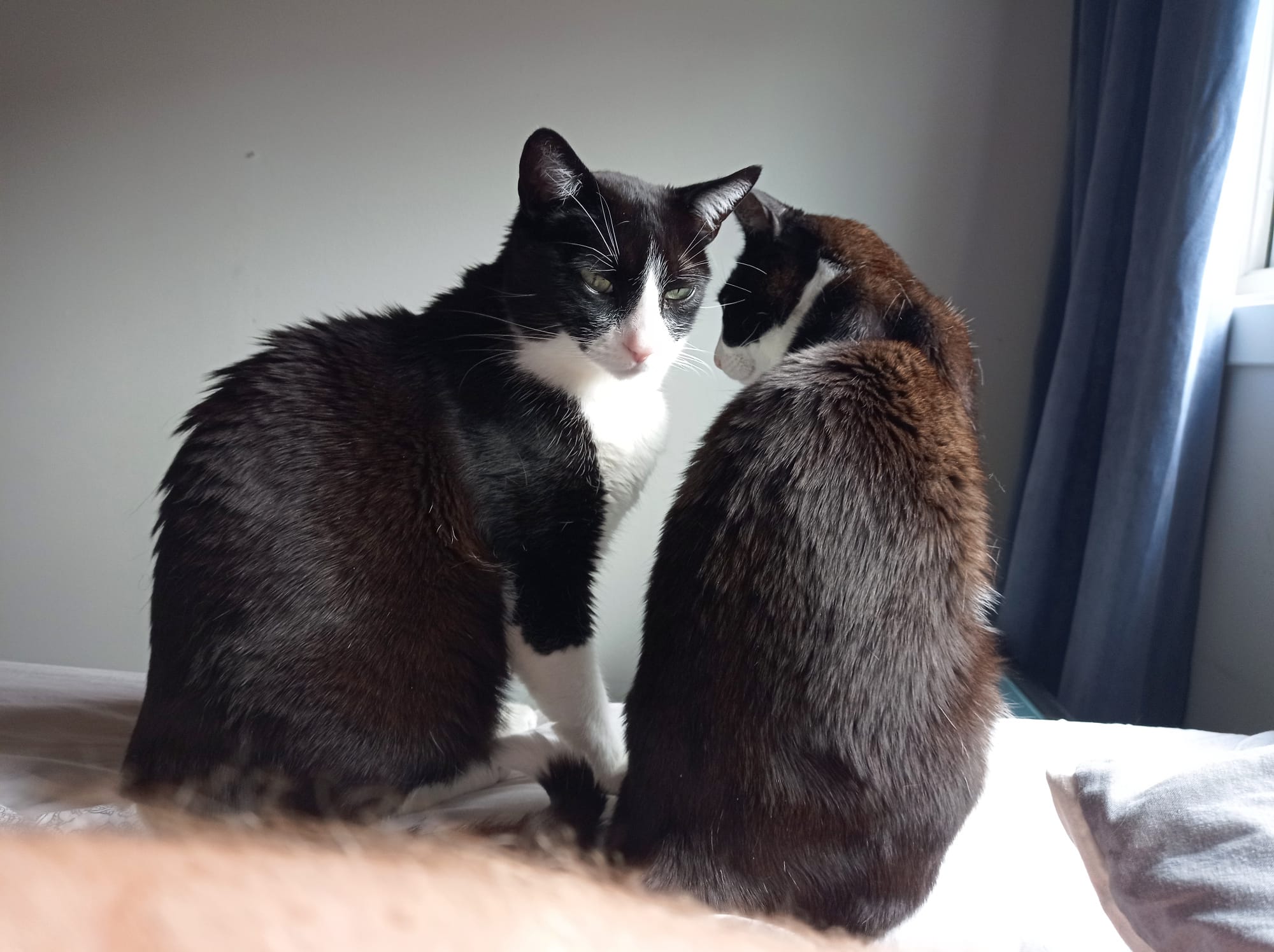 Why We Started Catsitting + How to Start Housesitting to Travel • Mind ...