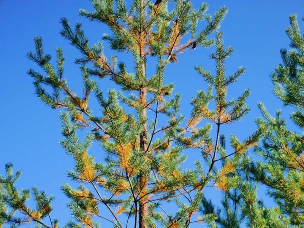 Hailuoto Day Trip from Oulu: Marjaniemi Lighthouse + Keskiniemi Beacon ...