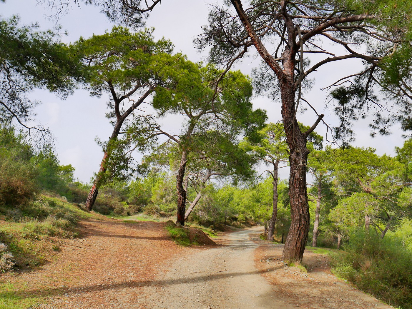 Drouseia to Neo Chorio, Revisiting Akamas – E4 Cyprus Hiking Day 9 ...